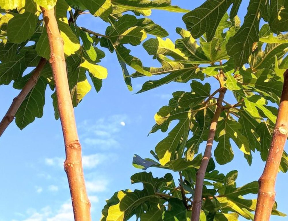 Incontournable Maybourne Riviera Monaco